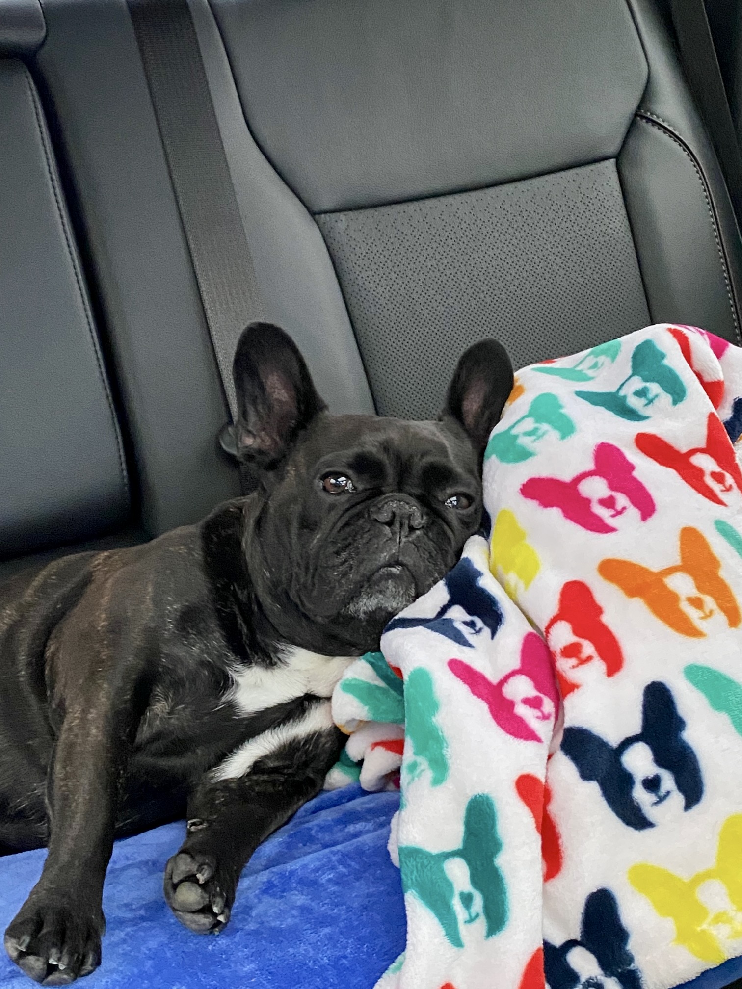 Motion Sickness in Dogs - Marquette Vet Clinic
